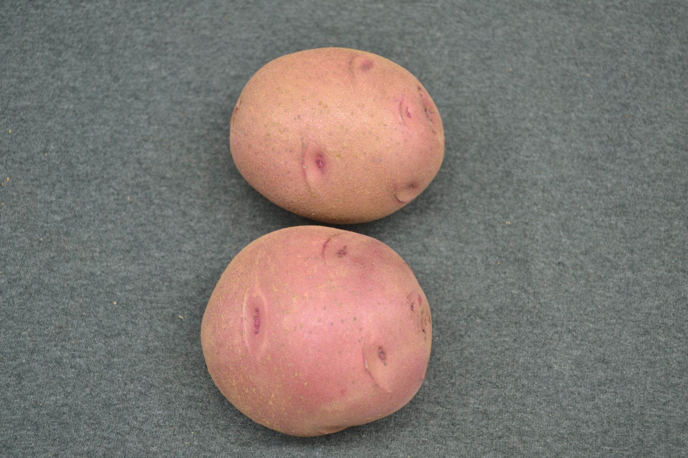 Maintaining potato varieties in tissue culture – and why variety trials ...