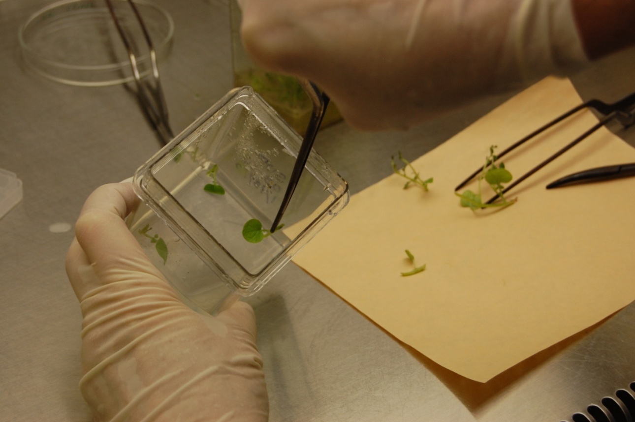 Maintaining potato varieties in tissue culture – and why variety trials ...