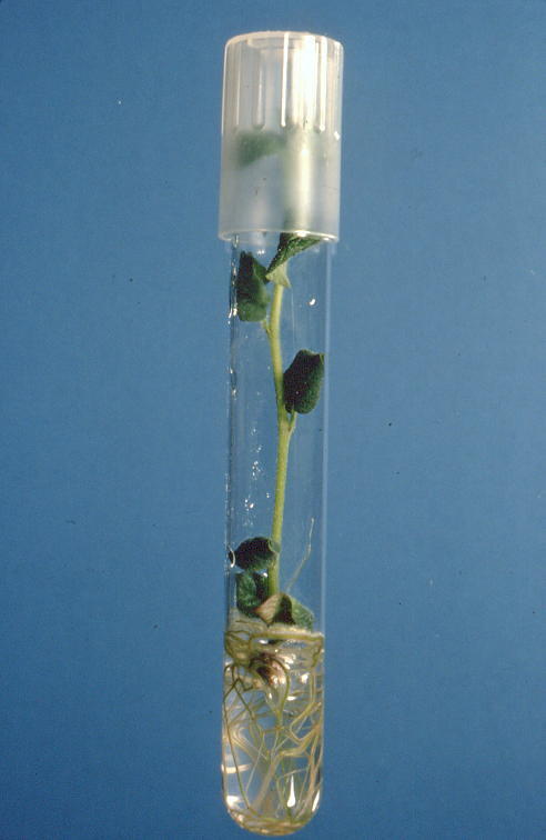 Maintaining potato varieties in tissue culture – and why variety trials ...