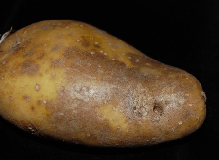 Evaluating harvested tubers – surface disease defects – Organic Potato ...
